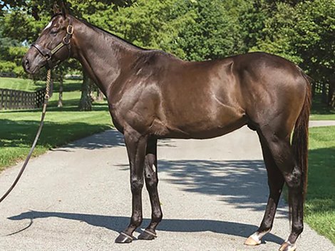Grade 1 Winner Rock Your World's First Foal a Filly - BloodHorse