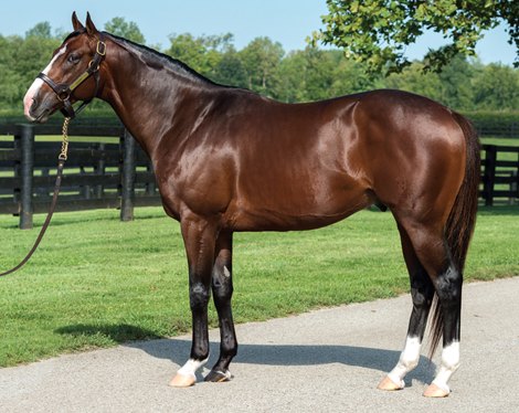 First Foal a Filly for Grade 1 Winner Basin - BloodHorse