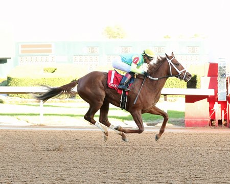 Revived Towhead Takes On 11 Rivals in Honeybee - BloodHorse