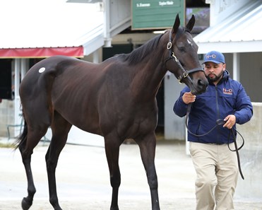 Cityscape (GB) - Horse Profile - BloodHorse