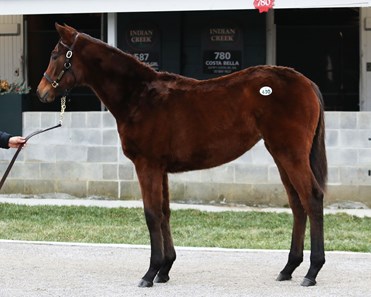 Gun Runner - Horse Profile - BloodHorse