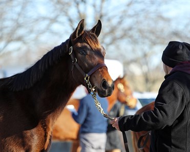 Quality Road - Horse Profile - BloodHorse