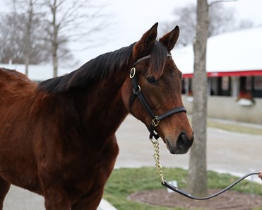 Gun Runner - Horse Profile - BloodHorse