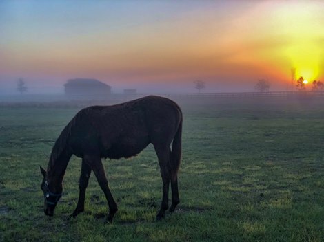Rooney's Innate Love for the Game - BloodHorse