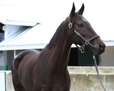 Cityscape (GB) - Horse Profile - BloodHorse