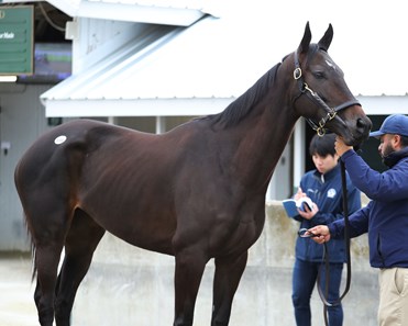 Cityscape (GB) - Horse Profile - BloodHorse