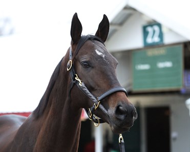 Cityscape (GB) - Horse Profile - BloodHorse