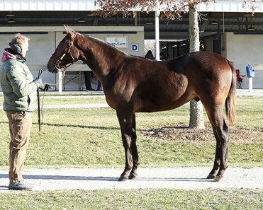 Mor Spirit - Horse Profile - BloodHorse