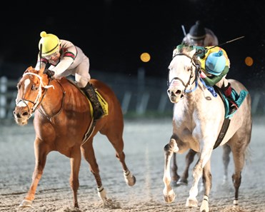 Snowball - Horse Profile - BloodHorse