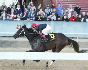 Chupapi Munyayo - Horse Profile - BloodHorse