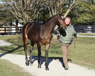 Mor Spirit - Horse Profile - BloodHorse