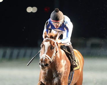 Jack Hammer - Horse Profile - BloodHorse