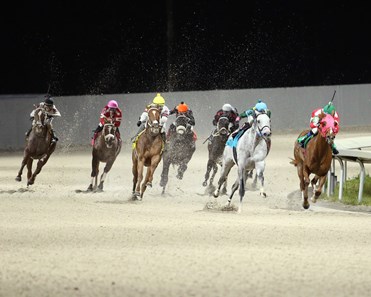 Snowball - Horse Profile - BloodHorse