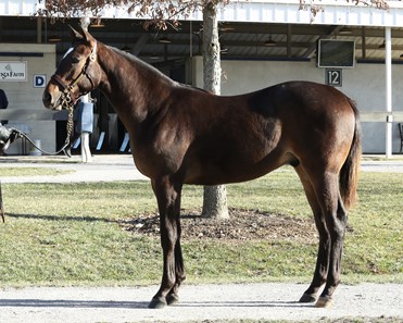 Mor Spirit - Horse Profile - BloodHorse