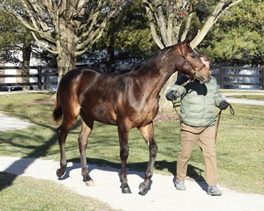 Mor Spirit - Horse Profile - BloodHorse
