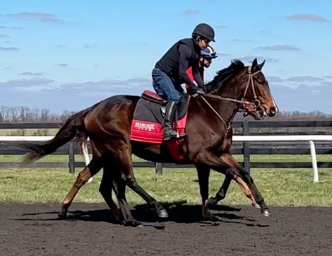 Queen's Plate Winner Moira Winters at Margaux Farm - Video - - BloodHorse