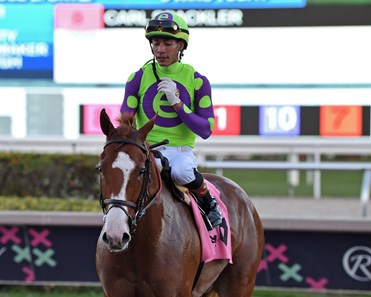 Carl Spackler (IRE) - Horse Profile - BloodHorse