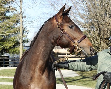 Mor Spirit - Horse Profile - BloodHorse