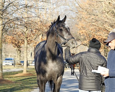 Arrogate - Horse Profile - BloodHorse