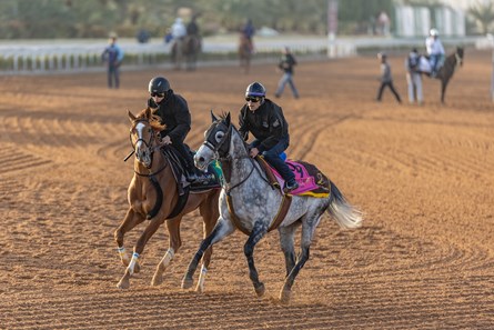 Derma Sotogake (JPN) - Horse Profile - BloodHorse