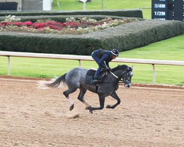 King Russell - Horse Profile - BloodHorse