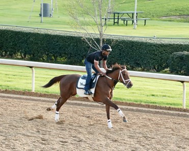 Pate - Horse Profile - BloodHorse
