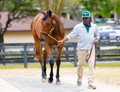 Uncle Mo - Horse Profile - BloodHorse