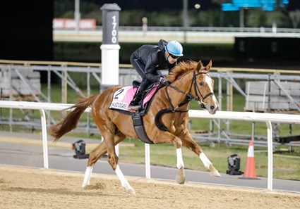 Derma Sotogake (JPN) - Horse Profile - BloodHorse