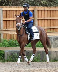 Pate - Horse Profile - BloodHorse