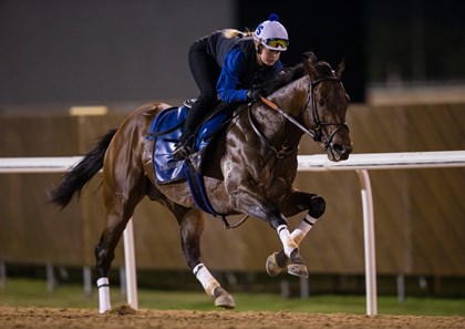 Super Corinto (ARG) - Horse Profile - BloodHorse