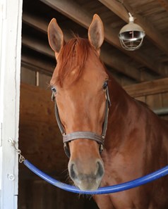 Disarm - Horse Profile - BloodHorse