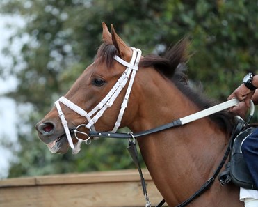 Pate - Horse Profile - BloodHorse