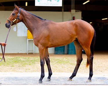 Uncle Mo - Horse Profile - BloodHorse