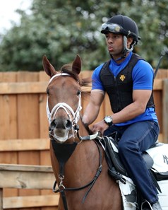 Pate - Horse Profile - BloodHorse