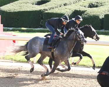 King Russell - Horse Profile - BloodHorse