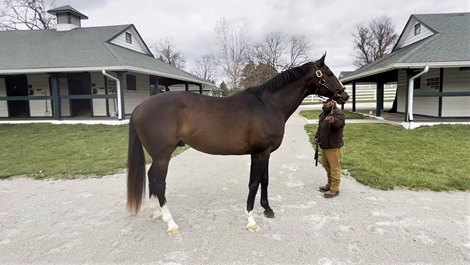 Freshman Sires to Watch: Copper Bullet - Video - - BloodHorse