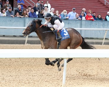 Shotgun Hottie - Horse Profile - BloodHorse