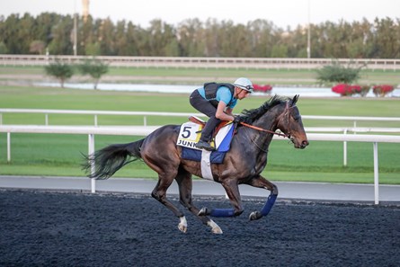 Junko (GB) - Horse Profile - BloodHorse