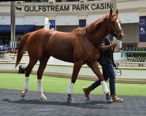 First Captain Set for 5-Year-Old Debut in Ghostzapper - BloodHorse