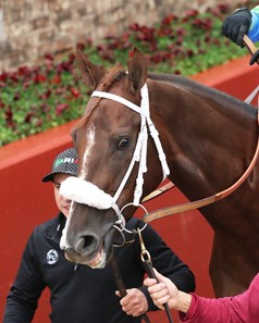 Secret Oath - Horse Profile - BloodHorse