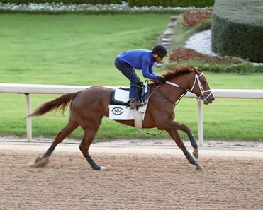 Pate - Horse Profile - BloodHorse