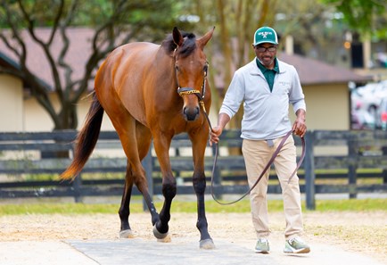 Uncle Mo - Horse Profile - BloodHorse