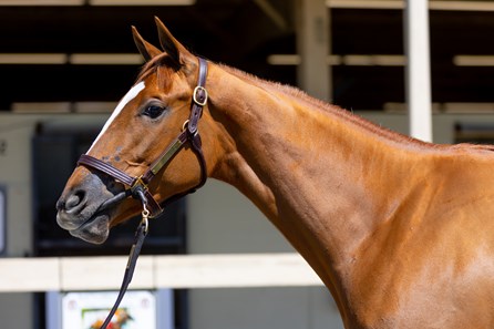 Mor Spirit - Horse Profile - BloodHorse