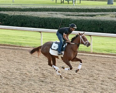 Pate - Horse Profile - BloodHorse