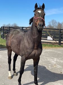 Any Given Saturday Arrives at Old Friends - BloodHorse
