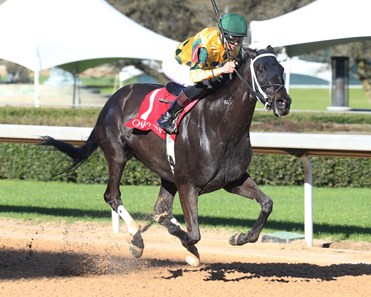 Sacred Wish - Horse Profile - BloodHorse