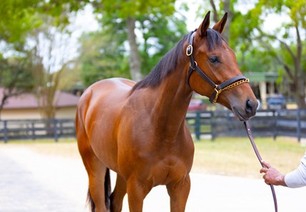 Uncle Mo - Horse Profile - BloodHorse