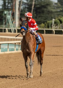 Practical Move - Horse Profile - BloodHorse