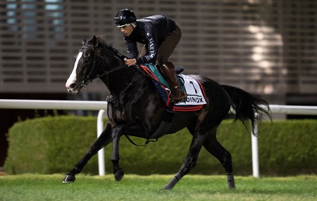 Equinox (JPN) - Horse Profile - BloodHorse