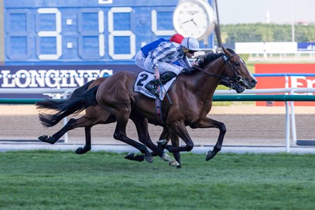 Broome (IRE) - Horse Profile - BloodHorse